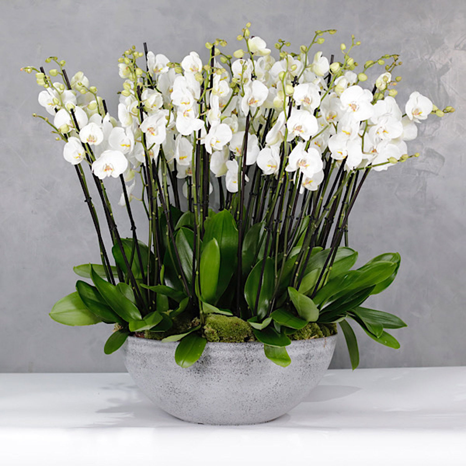 Online White Orchids Plant Vase Gift Delivery in Kuwait - FNP