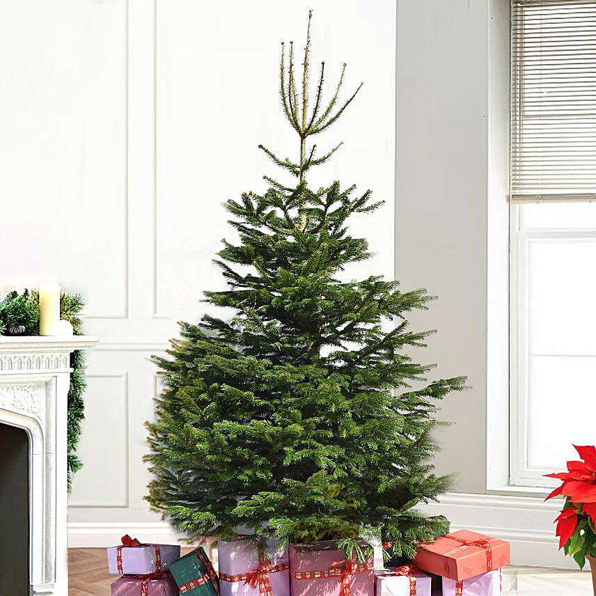Christmas Trees | Up to 40% OFF | Christmas Tree Dubai - FNP