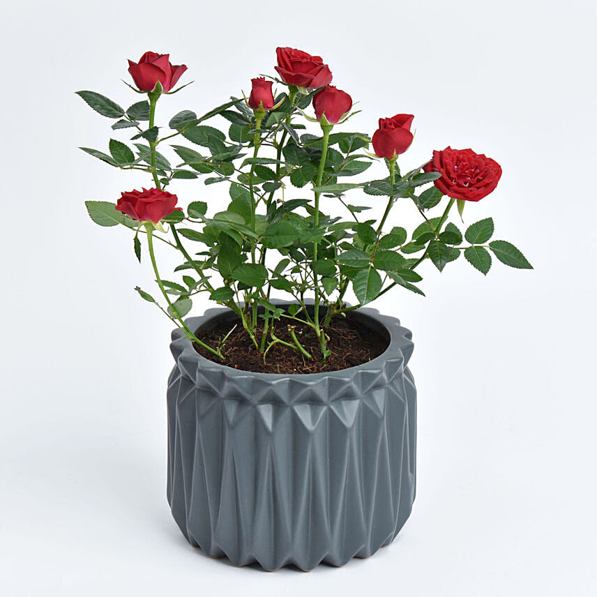Online Red Rose Plant in a Pot Gift Delivery in UAE - FNP