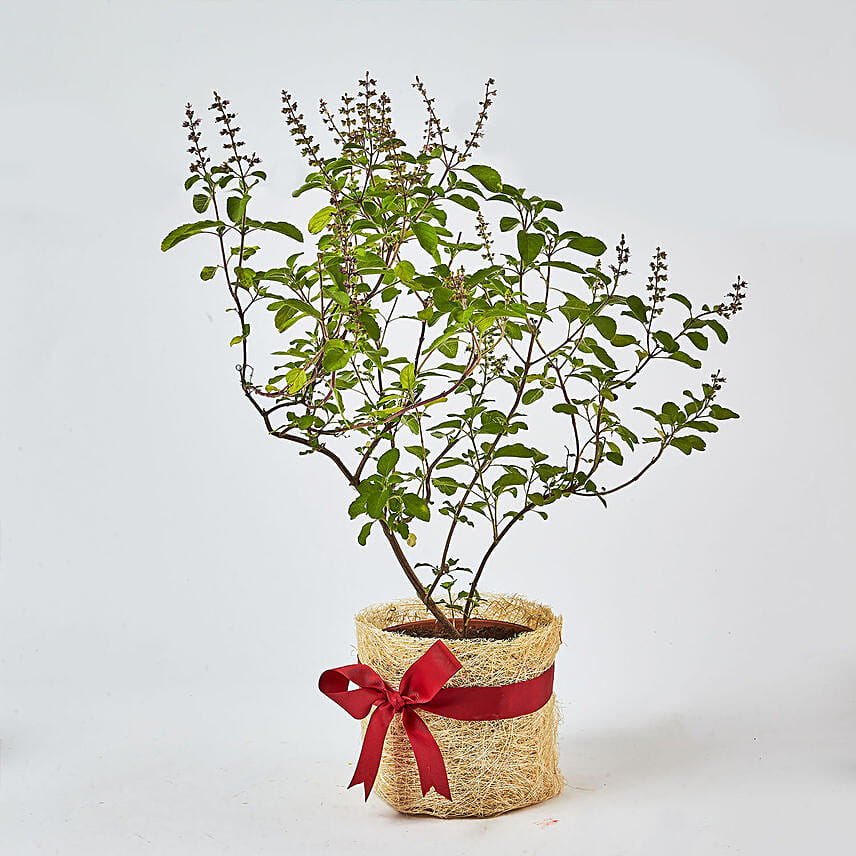 Online Jute Wrapped Tulsi Plant Gift Delivery in UAE - FNP