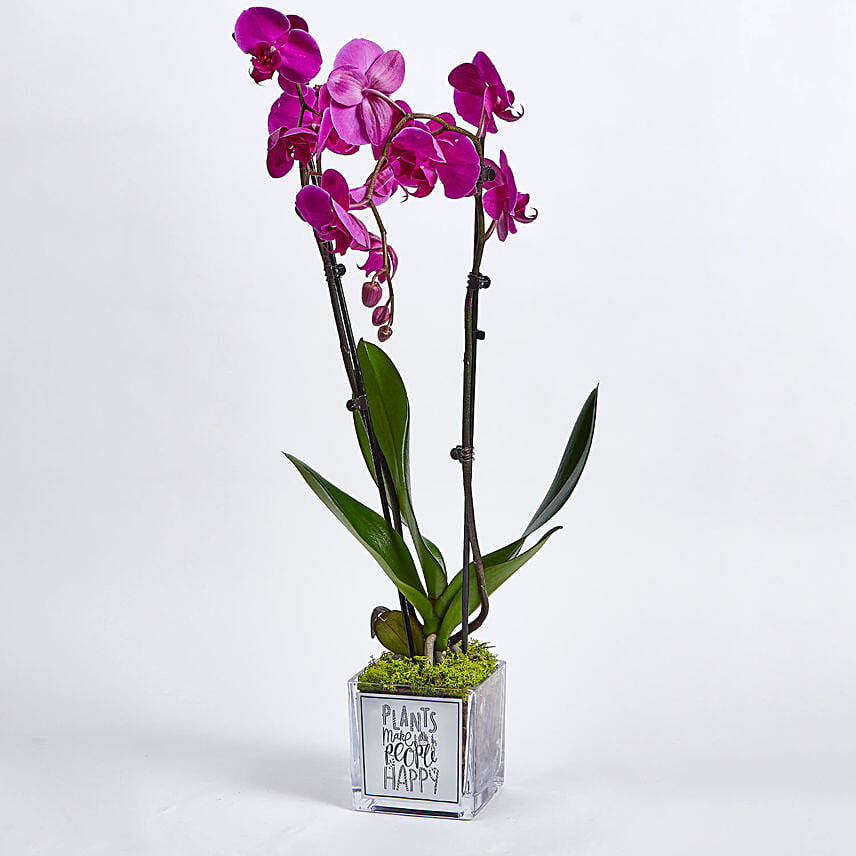 Orchid Plants | Orchid Plant Delivery in Dubai, UAE- FNP