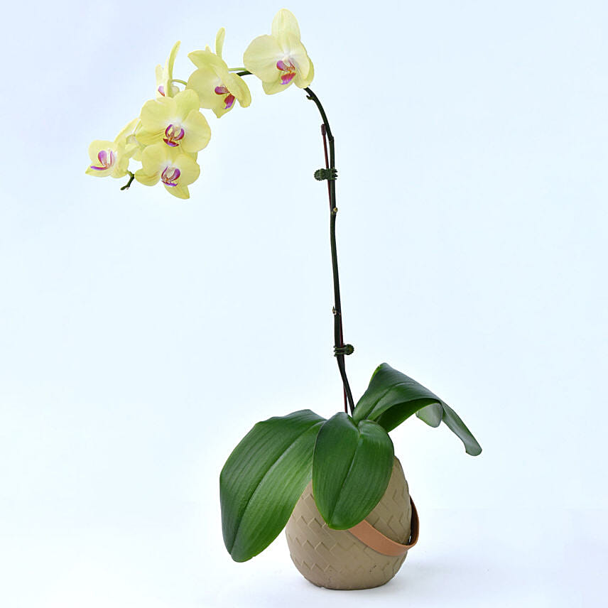 Plants Delivery in Dubai, Online Plant Shop in UAE - Ferns N Petals