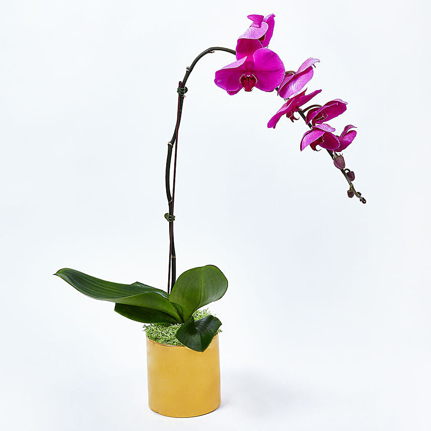 Orchid Plants | Orchid Plant Delivery in Dubai, UAE- FNP