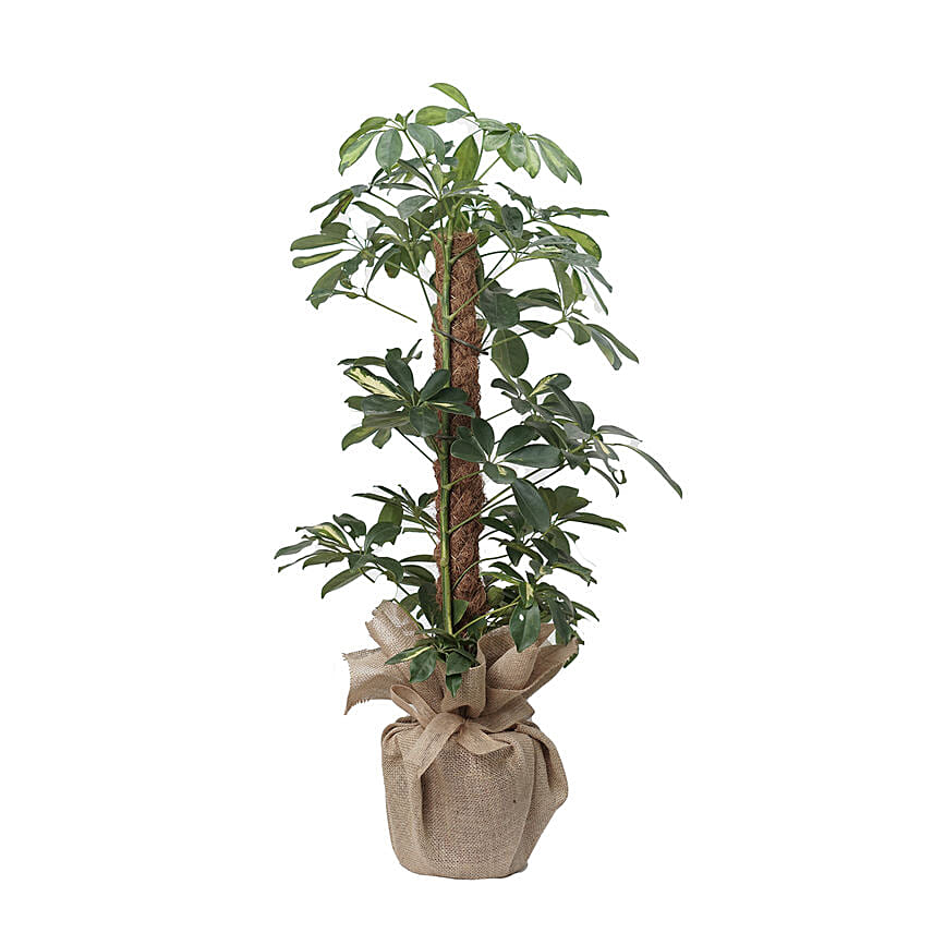 Online Schefflera Arb Gold Capella Plant Gift Delivery in Qatar - FNP