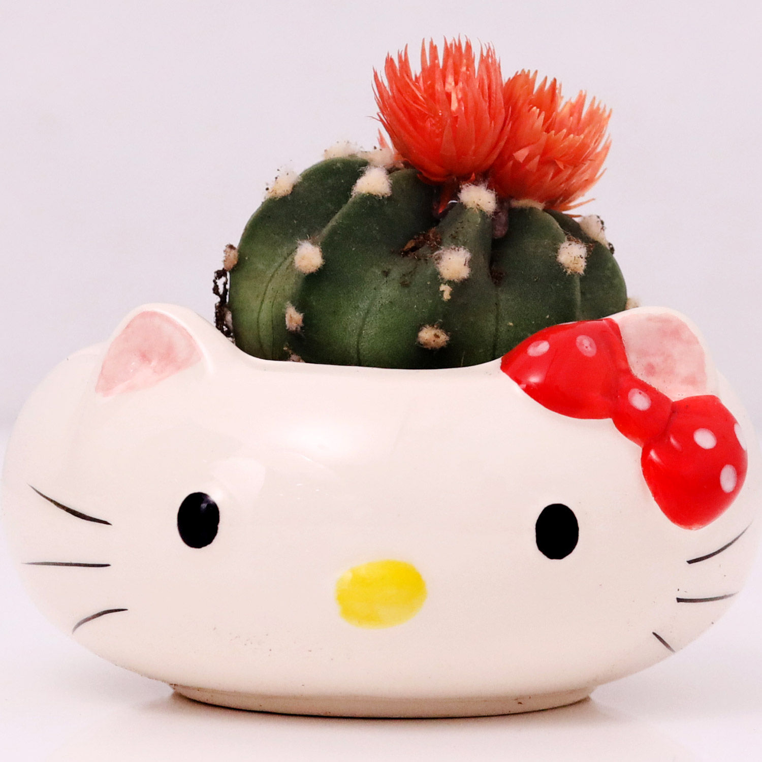 Online Cactus In Hello Kitty Ceramic Pot Gift Delivery in UAE - FNP