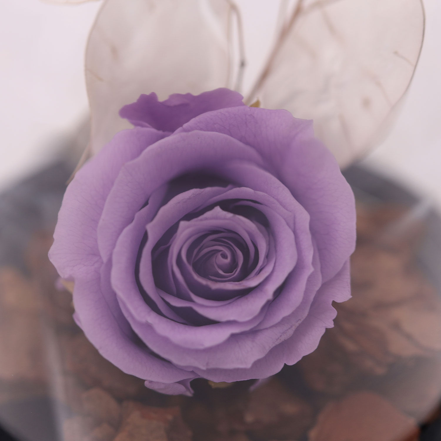 Online Purple Forever Rose In Glass Dome Gift Delivery in UAE - FNP