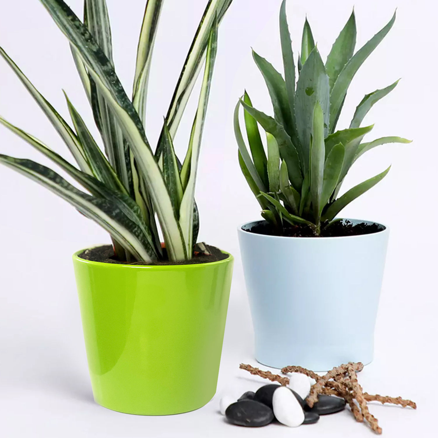 Online Potted Agave Americana & Agave Attenuata Plants Combo Gift ...